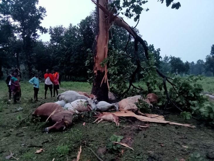 Lightning wreaks havoc in two villages of Latehar | लातेहार के दो गांव ...