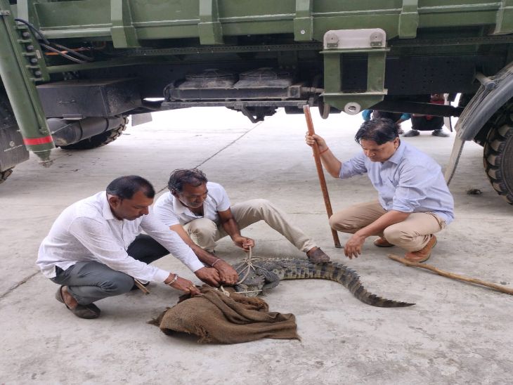 Rajasthan kota 5 feet long crocodile found in army area, Rail Vihar ...
