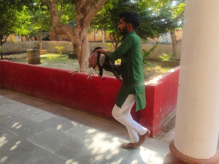 Monkeys attacked a peacock in Mathura | मथुरा में बंदरों ने किया मोर पर ...