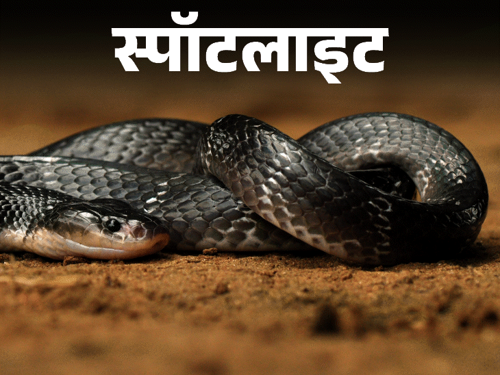 Indian Common Krait Snake Interesting Facts; Bite Effects | Silent Killer