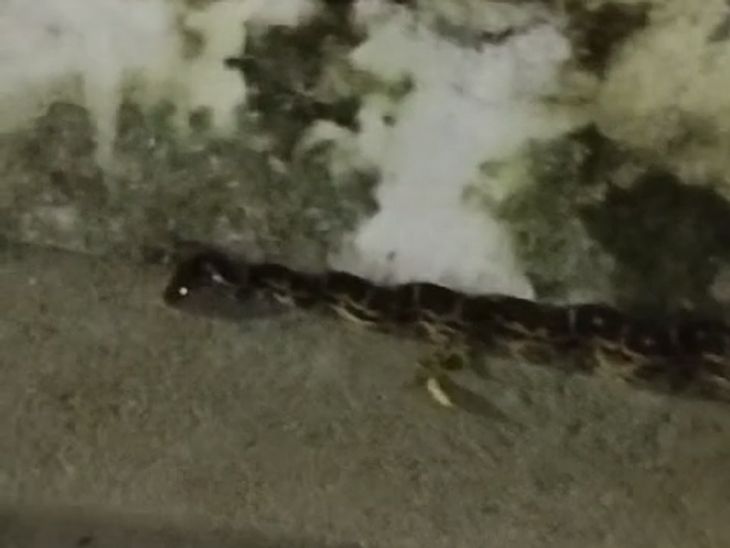 7 feet long python found in Sarojini Park | सरोजनी पार्क में निकला 7 ...