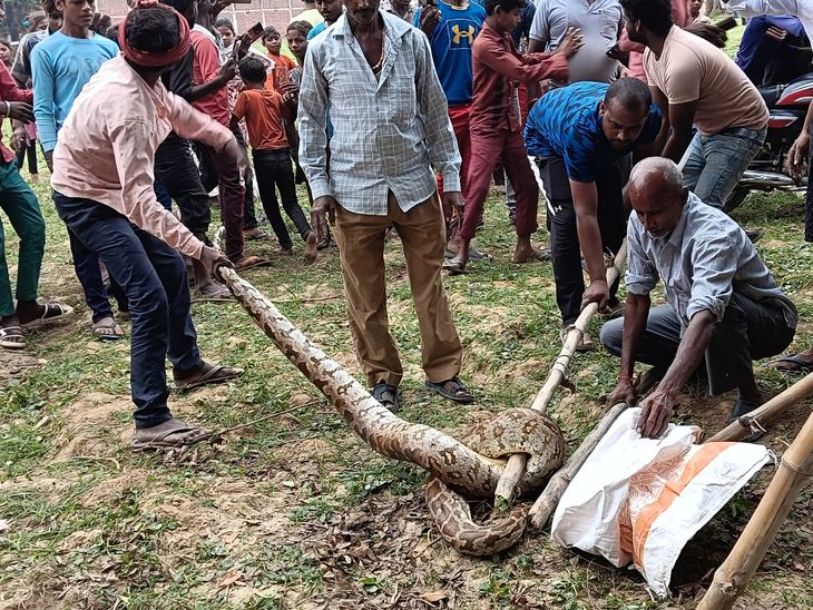 A 10 feet long giant python was found in Unnao | उन्नाव में निकला 10 ...