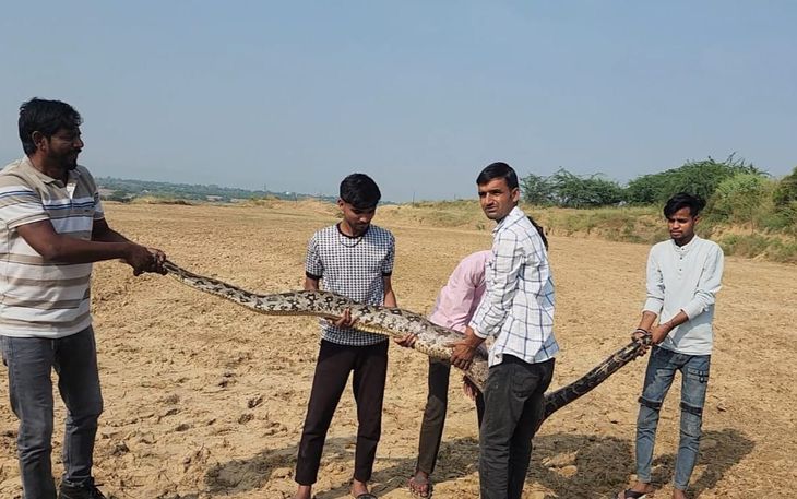 14 feet long python found in a field, caught safely and released in the ...