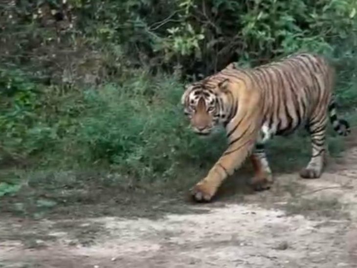 Alwar Tiger Video; Sariska National Park | Bagh Yuvraj ST21 ...