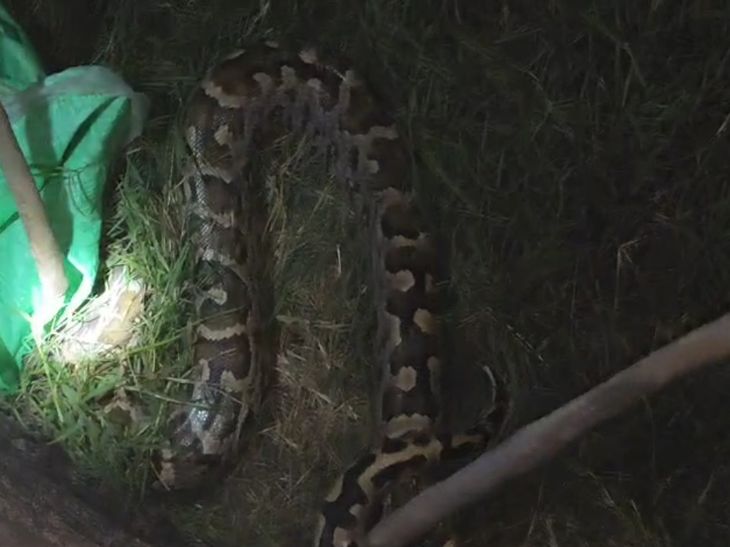 A 20 feet long python was found in a residential area in Jalaun | जालौन ...