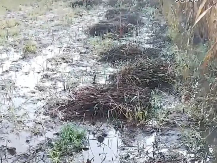 Crop damage due to rain in Multai | मुलताई में बारिश से फसल को नुकसान ...