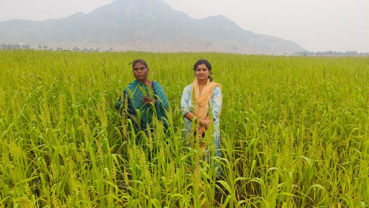 The farmers of the district are cultivating the extinct sawa, millet ...