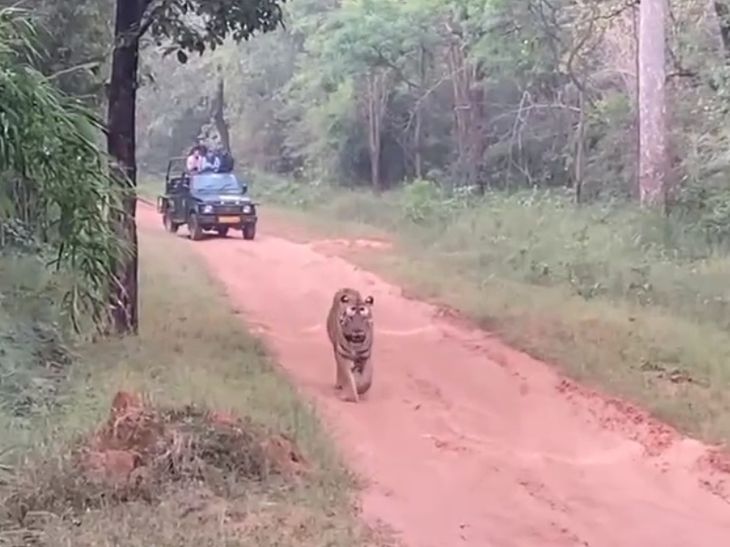 Tourists were thrilled to see Bajrang tiger | बजरंग बाघ को देखकर ...