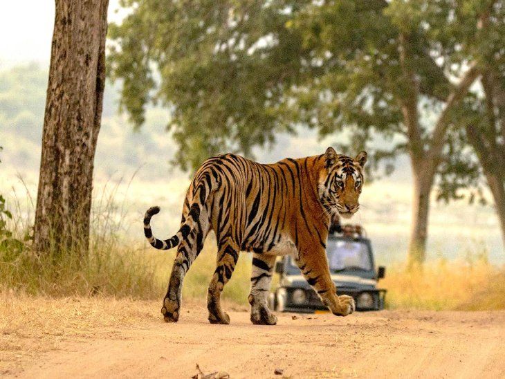 Ratapani Sanctuary to become a Tiger Reserve
