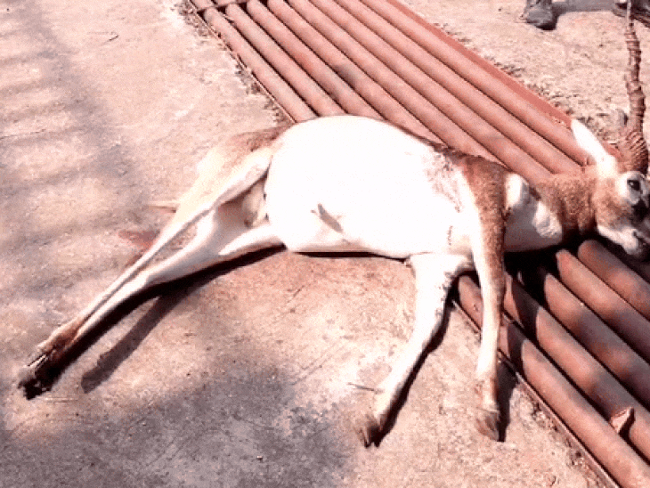Bhopal Black Buck Hunting Case | Barkheda Salam Village
