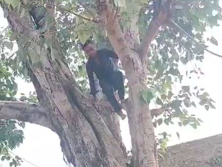 Angry at not being given the bike, the young man climbed the peepal ...