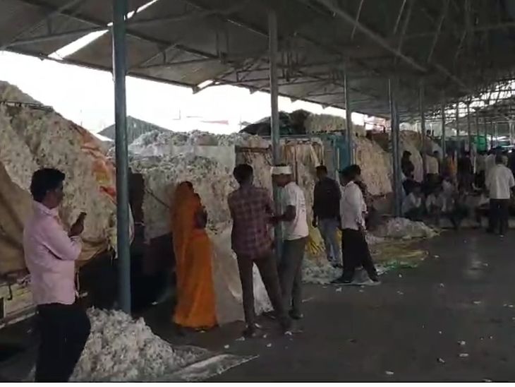 Bumper arrival of cotton in Kukshi Mandi | कुक्षी मंडी में कपास की आवक ...