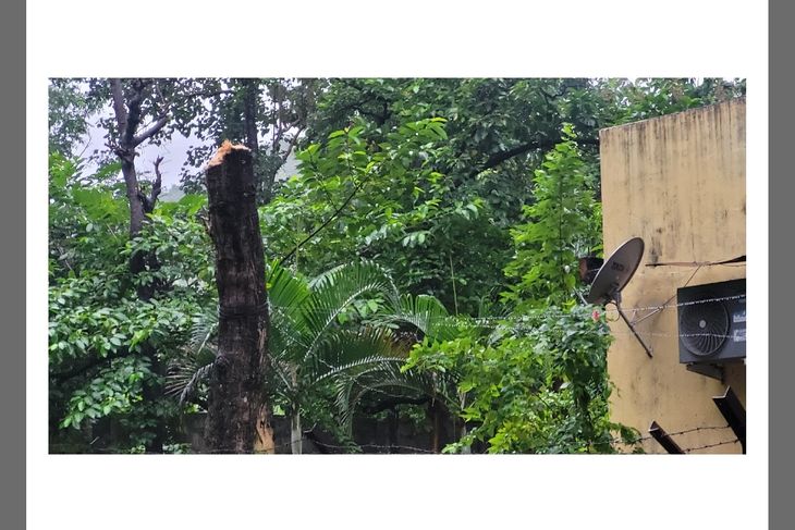 Anger over cutting of trees in UCIL colony | यूसील कॉलोनी में पेड़ ...