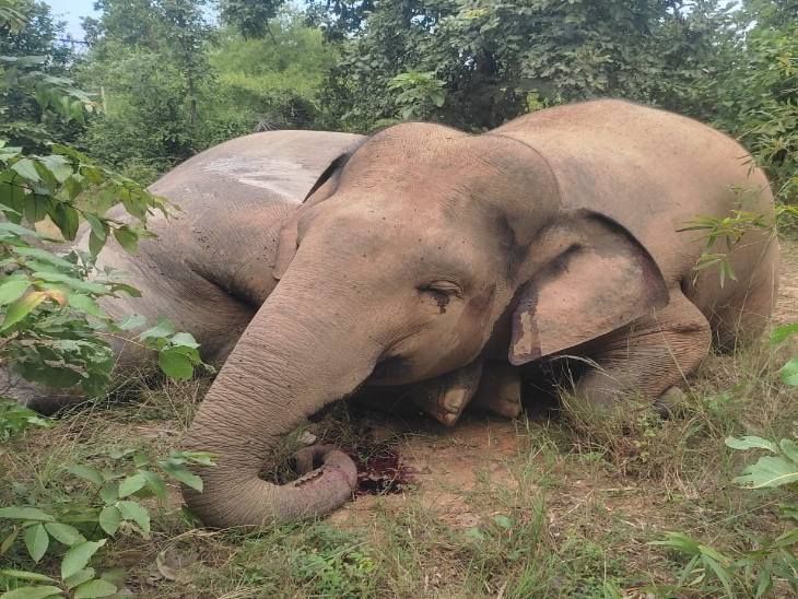 Elephant Death | Chhattisgarh Elephants Electrocuted Incident ...
