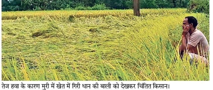 Paddy crop destroyed due to cyclone 'Dana', vegetable prices also ...