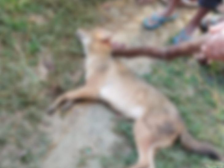 In Sant Kabir Nagar, a wild animal was mistaken for a wolf and beaten ...