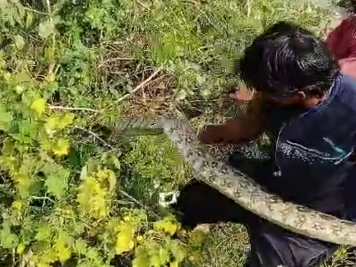 8 feet long python entered residential area in Sagar | सागर में रहवासी ...