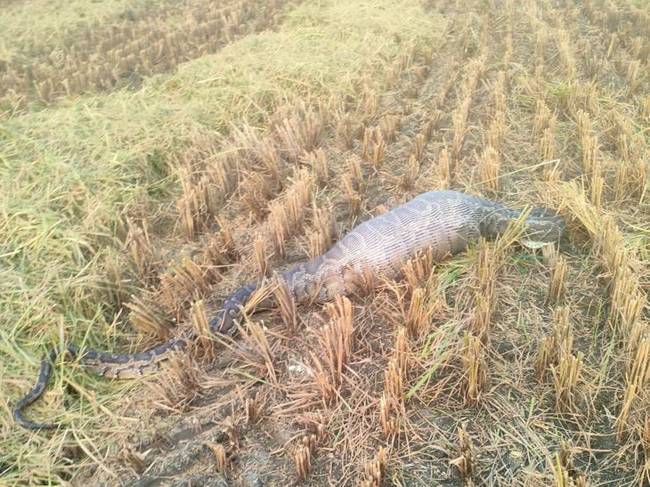 A 5 feet long python was found in a farmer's field in Bilaspur ...