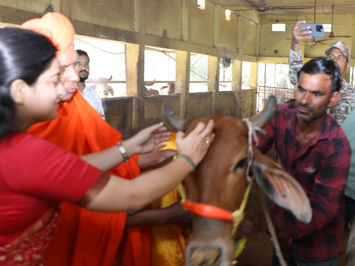 The collector did cow service in the cowshed of Gurukul | गुरुकुल ...