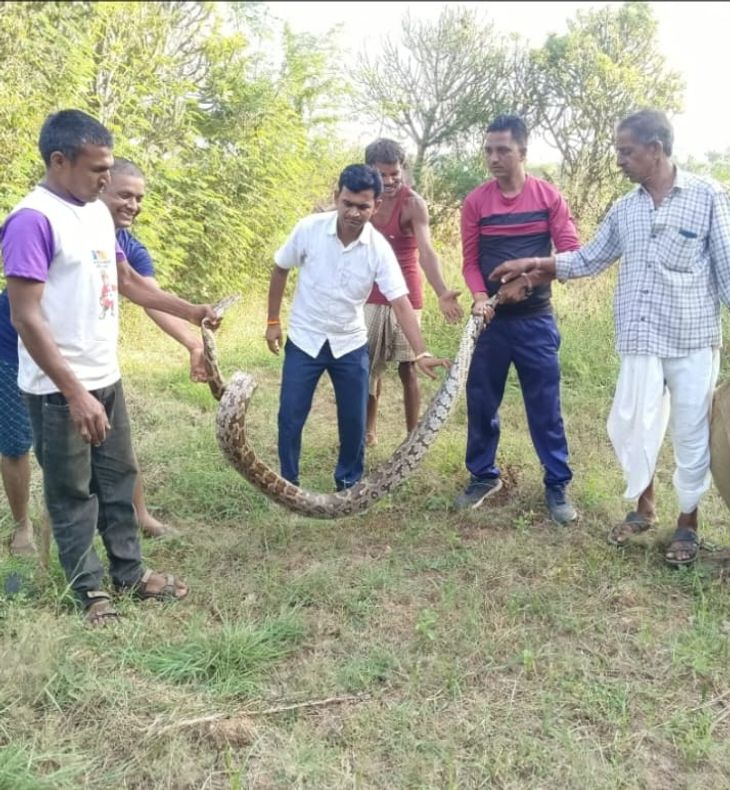 14 feet long python rescued in Obla | ओबला में 14 फीट लंबा अजगर ...