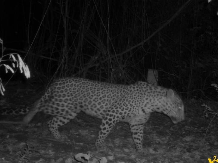 Leopard movement again in the forests of IIT Kanpur | IIT कानपुर के ...
