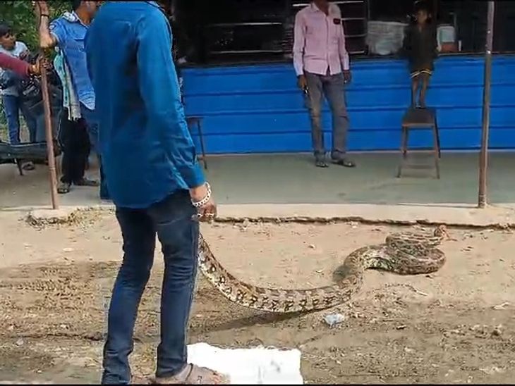17 feet long python found in Narsinghpur | नरसिंहपुर में 17 फीट लंबा ...