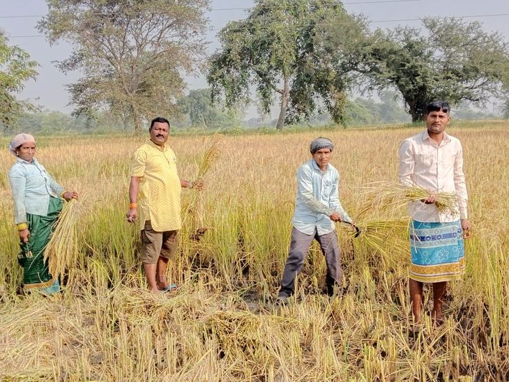 After Deepotsav, farmers are busy harvesting paddy | दीपोत्सव के बाद ...