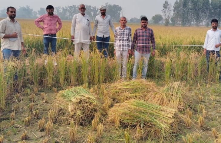 Crop cutting experiment started to estimate the average yield of paddy ...