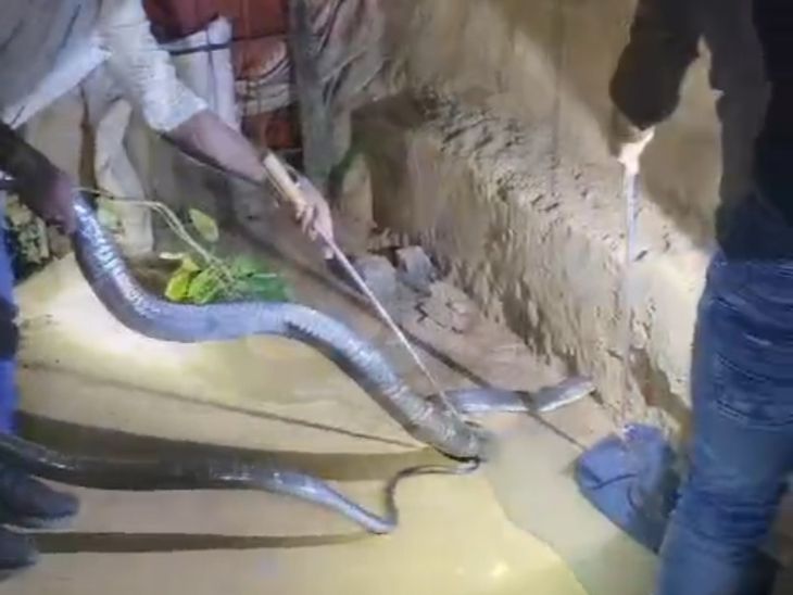 A 13 feet long king cobra came out of the courtyard of the house | घर ...