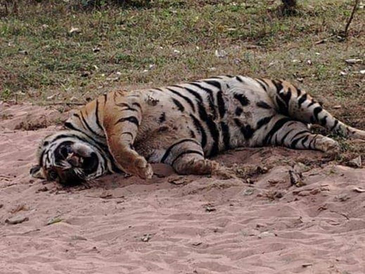 Tiger died four days ago in Koriya, funeral of dead body after post ...