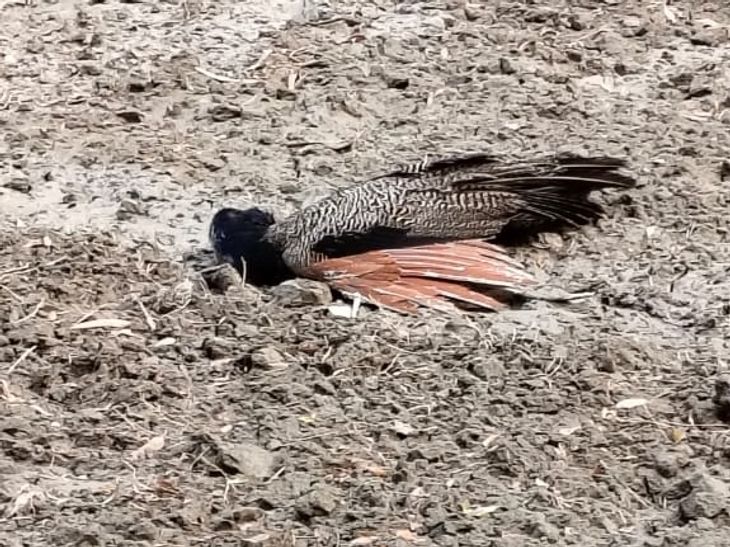 Peacocks found dead at two places in Hardoi | हरदोई में दो जगह मृत मिले ...
