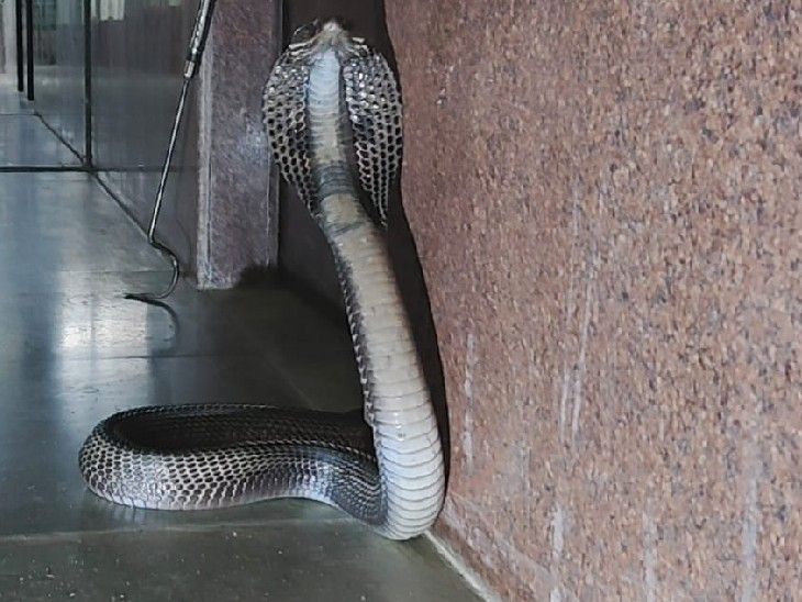 A snake was seen in Nagarjuna Bhavan, it was rescued and released in ...