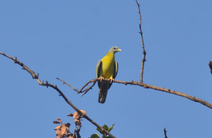 Maharashtra's state bird Hariyal is seen in PTR | पीटीआर में नजर आ रहा ...