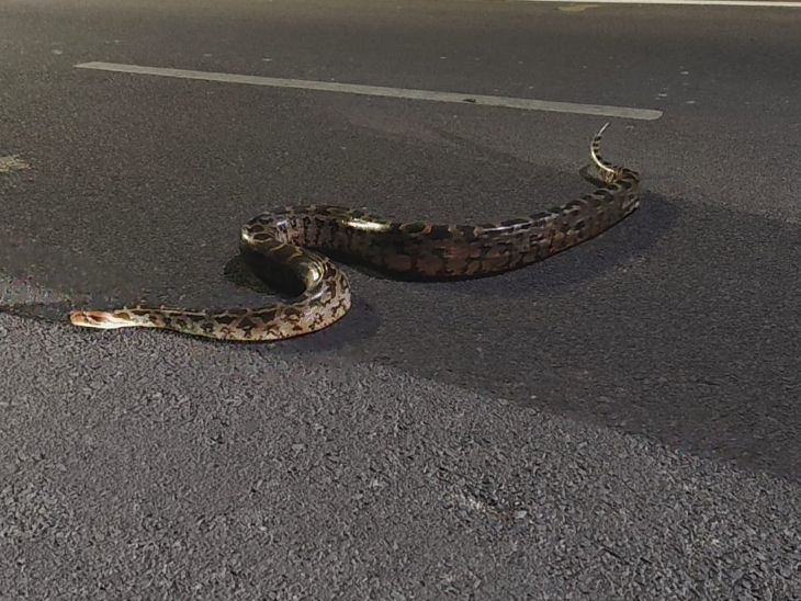 Rajashthan kota 11 feet long python came on the road, Rawatbhata Road ...