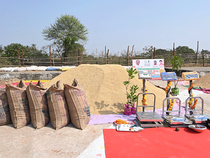 Paddy procurement started in Chhattisgarh at support price | छत्तीसगढ़ में 3100₹ समर्थन मूल्य पर ...