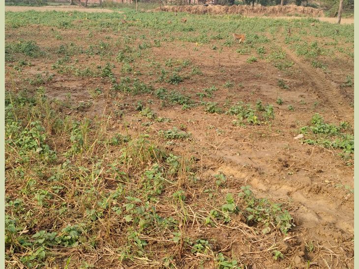 Monkeys damage crops in Khetasarai, farmers are worried | खेतासराय में ...