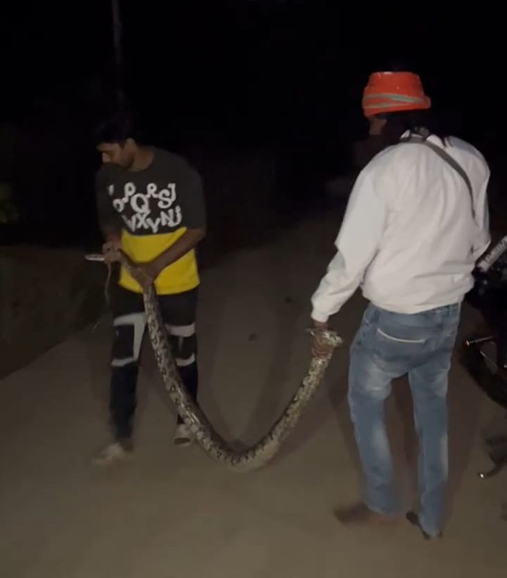 A 12 feet long python that fell into a well was rescued and released in ...