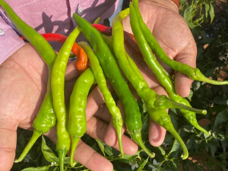 Efforts to get GI tag for Mathania chilli | जोधपुर की मथानिया मिर्च के ...