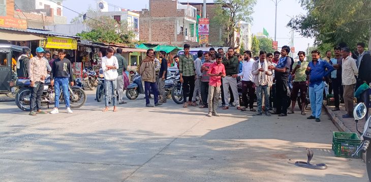A snake sat with its hood spread on the Unkala four lane, a crowd ...