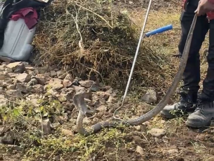 Rescue of a cobra trapped in a 150 feet deep borewell | 150 फीट गहरे ...