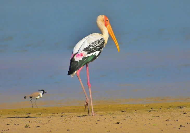 After Keoladeo Ghana, now painted storks are seen on the banks of ...