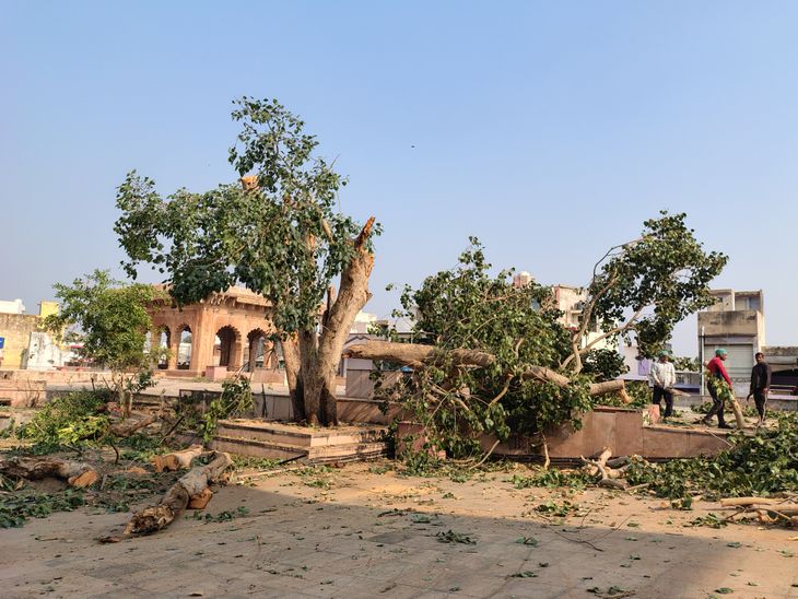 Hundreds of years old trees were cut from the city's historic Ganga ...