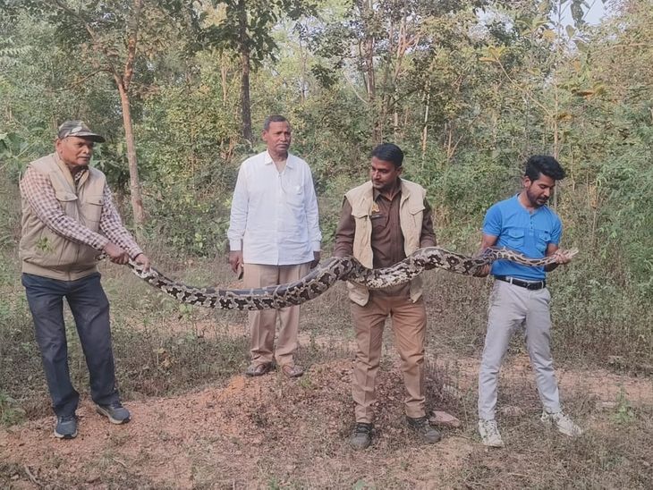 14 feet long giant python seen in Duddhi range | दुद्धी रेंज में दिखा ...