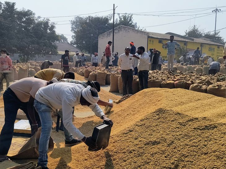 25 thousand quintals of produce arrived in Itarsi Krishi Upaj Mandi ...