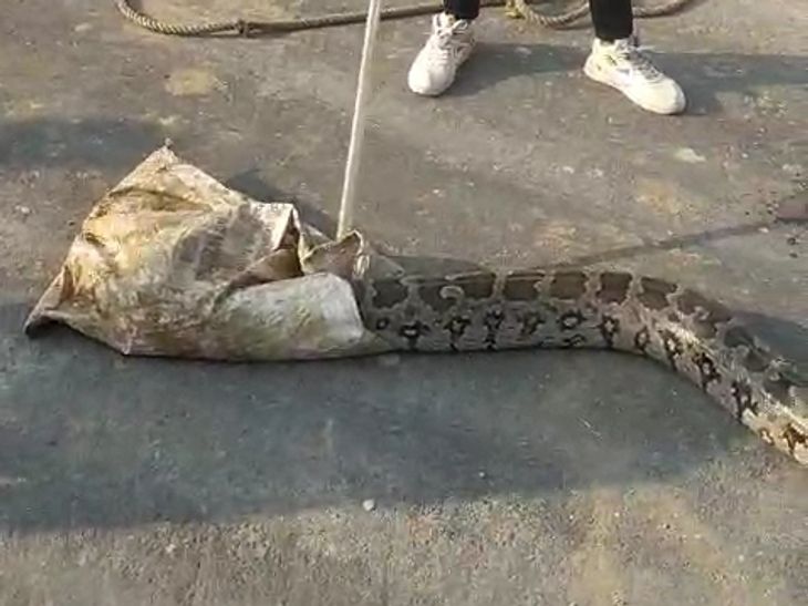 12 feet long python found in Mathura | मथुरा में निकला 12 फीट का अजगर ...