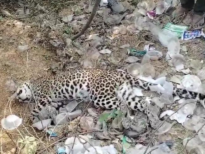 Dead body of a female leopard found in the ravines of Chambal, she died ...