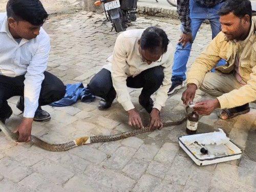 The injured snake was taken to the hospital and had to undergo six stitches