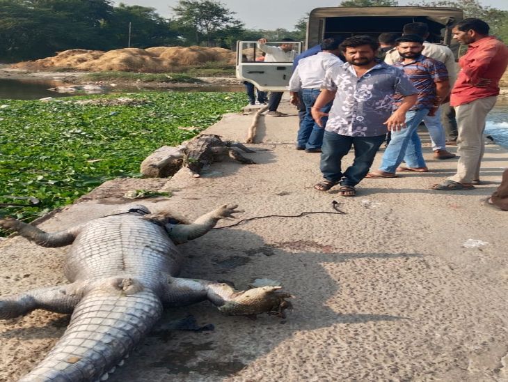 Rajasthan kota 2 crocodiles found dead on the river bank in Kota, post ...