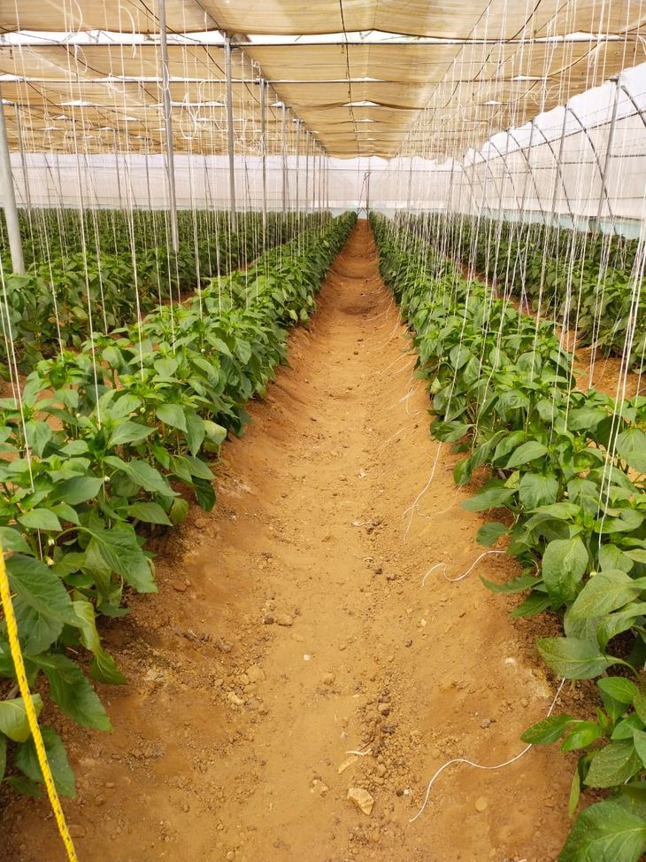 The trend of vegetable cultivation in poly house increased, more ...