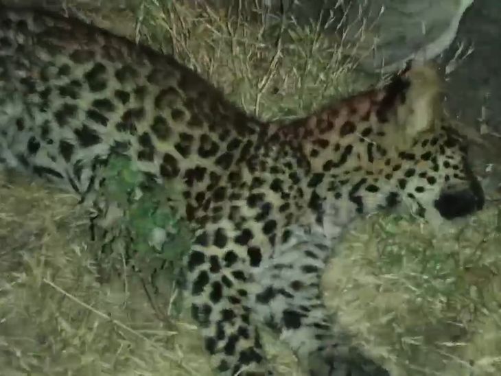 Female leopard cub dies after being hit by a vehicle | वाहन की चपेट में ...